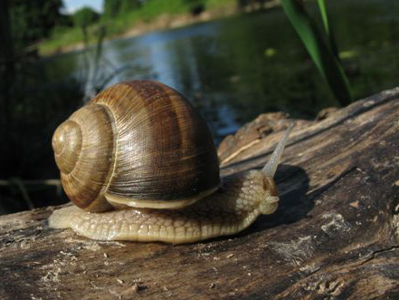 Hélice turque (Helix lucorum) (Opération Escargots)