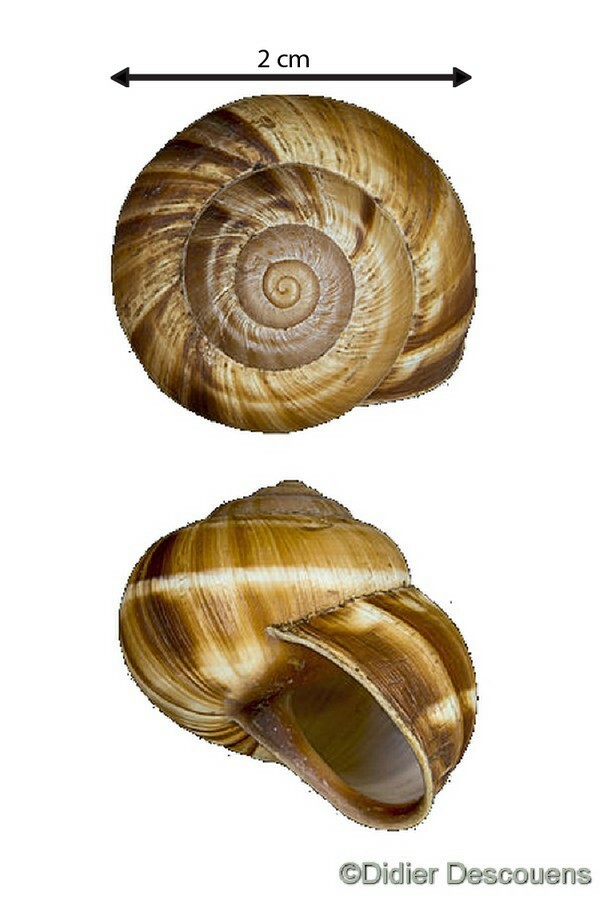 Hélice turque (Helix lucorum) (Opération Escargots)