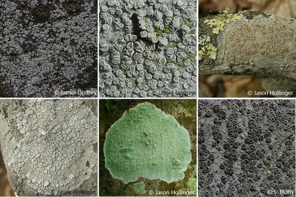 Lecanora sp. (Lichens Go !)