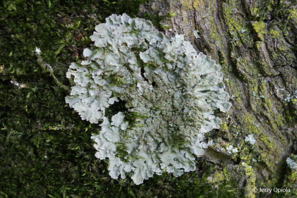 Physconia grisea (Lichens Go !)