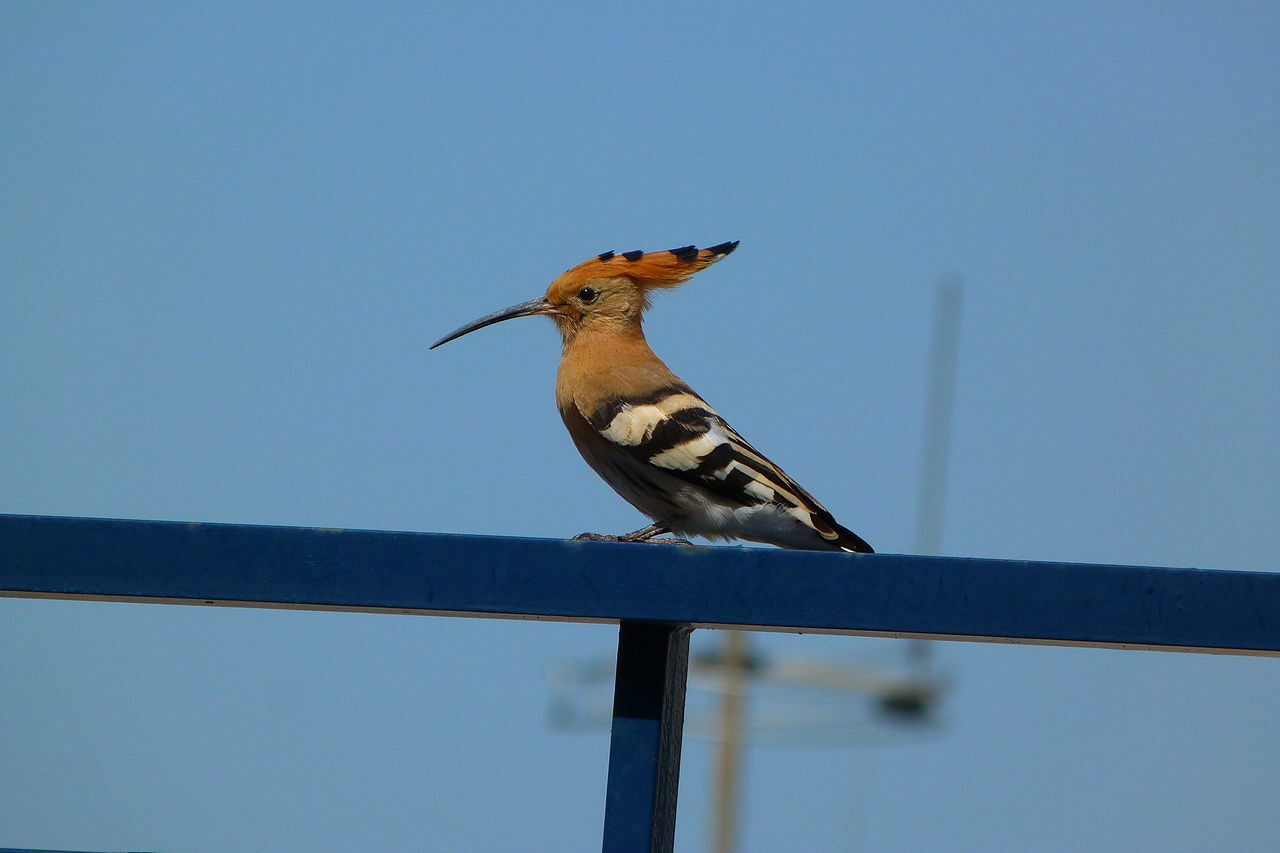 Huppe fasciée (Upupa epops) (Oiseaux des jardins)