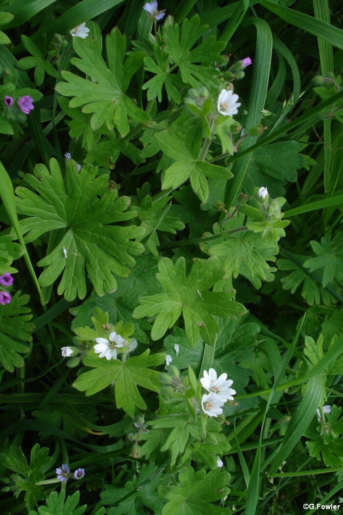 Géranium à feuilles molles (Geranium molle) (Sauvages de ma rue)
