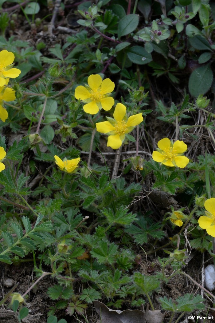Potentille rampante (Potentilla reptans) (Sauvages de ma rue)