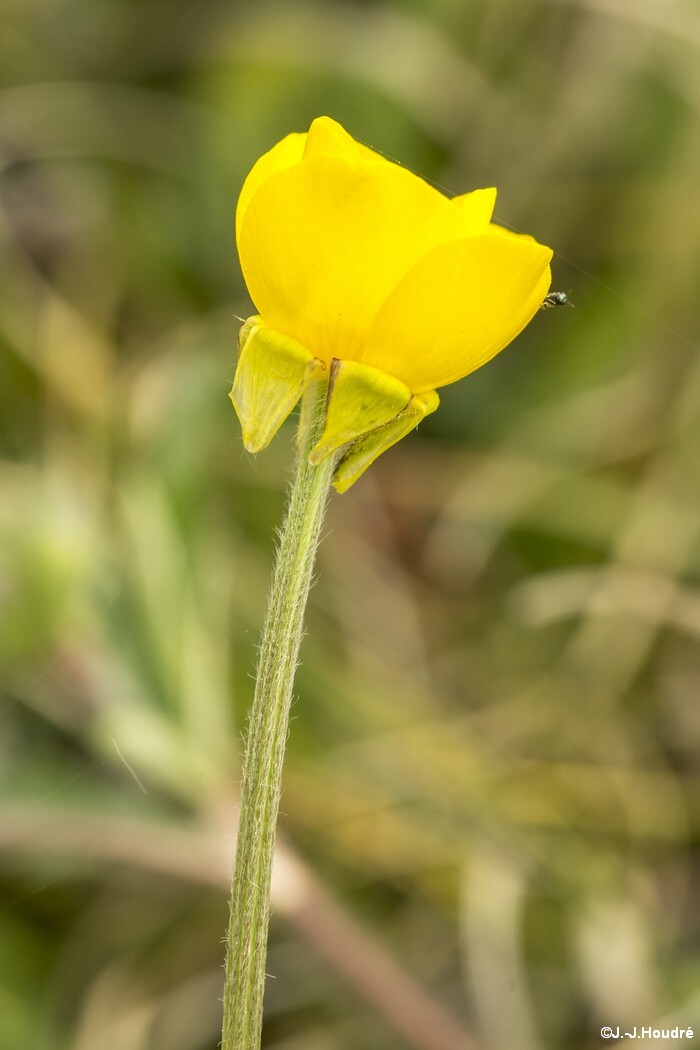 Renoncule bulbeuse (Ranunculus bulbosus) (Sauvages de ma rue)