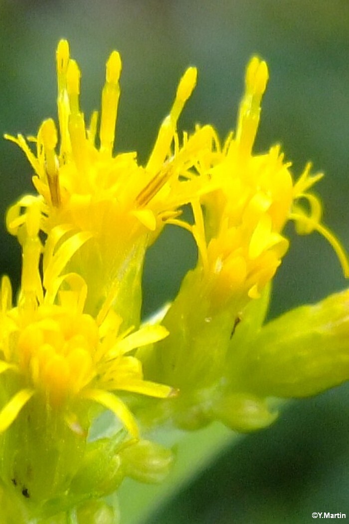 Solidage géant (Solidago gigantea) (Sauvages de ma rue)
