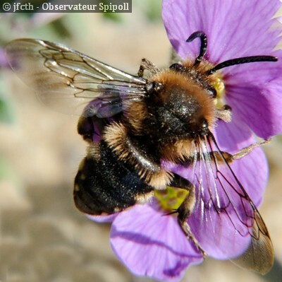 Les Abeilles coucou Melecta (Melecta) (SPIPOLL - insectes pollinisateurs)