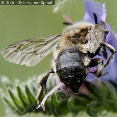 Les Abeilles coucou Melecta (Melecta) (SPIPOLL - insectes pollinisateurs)