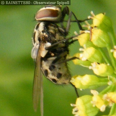 Les Graphomyies (Graphomya) (SPIPOLL - insectes pollinisateurs)