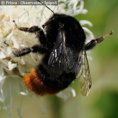 Les Bourdons noirs à cul rouge (Bombus) (SPIPOLL - insectes pollinisateurs)