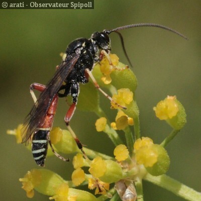 Les Ichneumons et autres (Ichneumonidae) (SPIPOLL - insectes ...