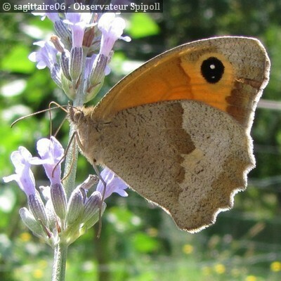 Le Myrtil (Maniola jurtina) (SPIPOLL - insectes pollinisateurs)