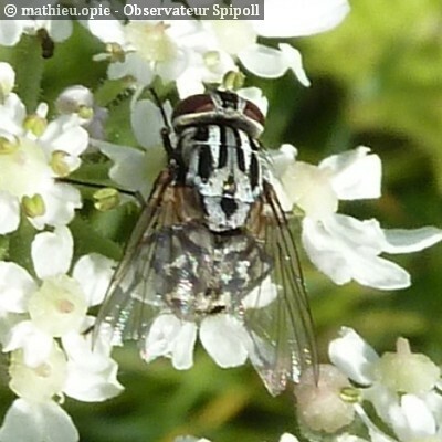 Les Graphomyies (Graphomya) (SPIPOLL - insectes pollinisateurs)