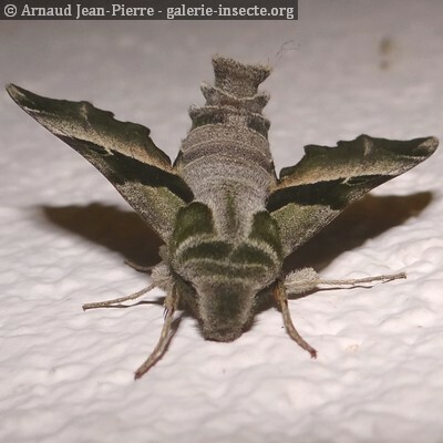 Le Sphinx de l'Epilobe (Proserpinus proserpina) (SPIPOLL - insectes ...