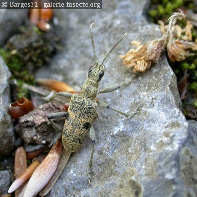 Les Rhagies (Rhagium) (SPIPOLL - insectes pollinisateurs)