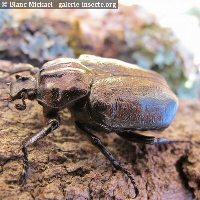 Le Pique-prunes (Osmoderma eremita) (SPIPOLL - insectes pollinisateurs)