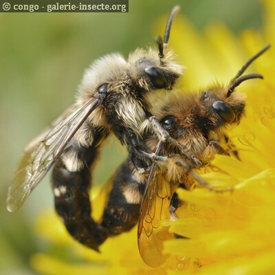 Les Abeilles coucou Melecta (Melecta) (SPIPOLL - insectes pollinisateurs)