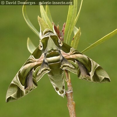 Le Sphinx du Laurier-rose (Daphnis nerii) (SPIPOLL - insectes ...