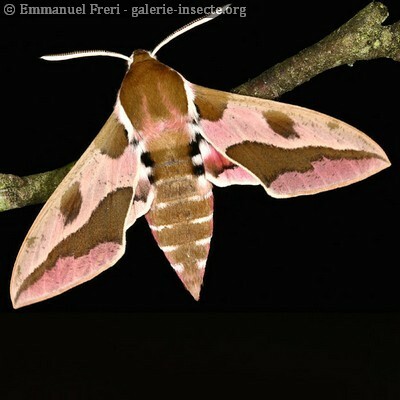 Le Sphinx de l'Euphorbe (Hyles euphorbiae) (SPIPOLL - insectes ...