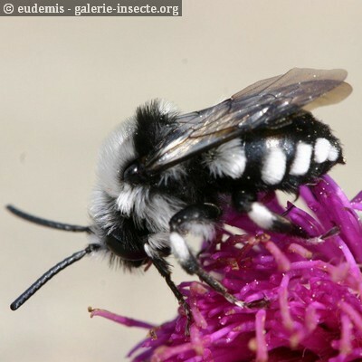 Les Abeilles coucou Melecta (Melecta) (SPIPOLL - insectes pollinisateurs)