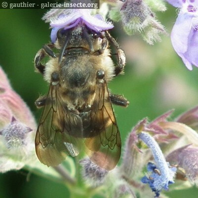 Les Abeilles coucou Melecta (Melecta) (SPIPOLL - insectes pollinisateurs)