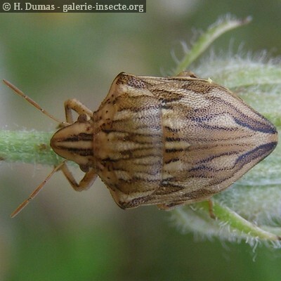 Les Scutellerides (Scutelleridae) (SPIPOLL - insectes pollinisateurs)