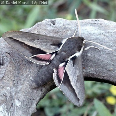 Le Sphinx de l'Argousier (Hyles hippophaes) (SPIPOLL - insectes ...