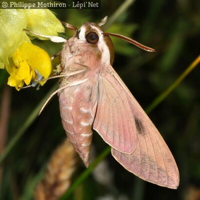 Le Sphinx de l'Euphorbe (Hyles euphorbiae) (SPIPOLL - insectes ...