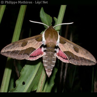 Le Sphinx de l'Euphorbe (Hyles euphorbiae) (SPIPOLL - insectes ...