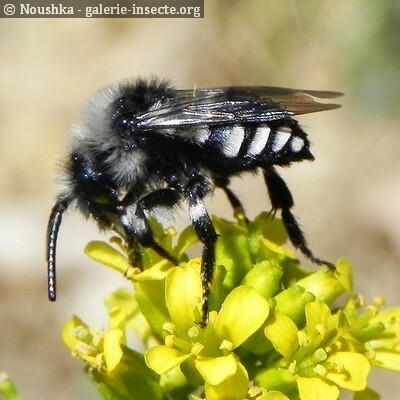 Les Abeilles coucou Melecta (Melecta) (SPIPOLL - insectes pollinisateurs)