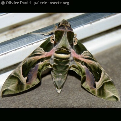 Le Sphinx du Laurier-rose (Daphnis nerii) (SPIPOLL - insectes ...