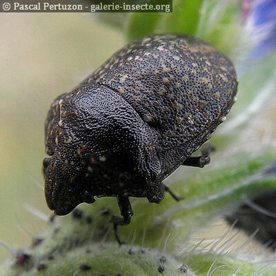 Les Scutellerides (Scutelleridae) (SPIPOLL - insectes pollinisateurs)