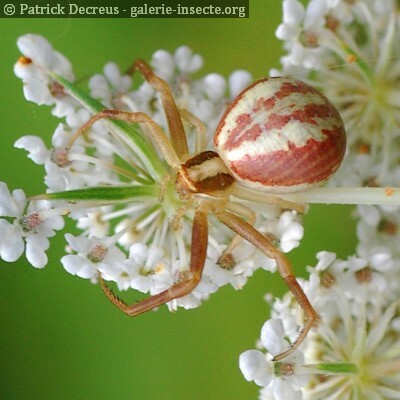 L'Araignée crabe Runcinia (Runcinia grammica) (SPIPOLL - insectes ...